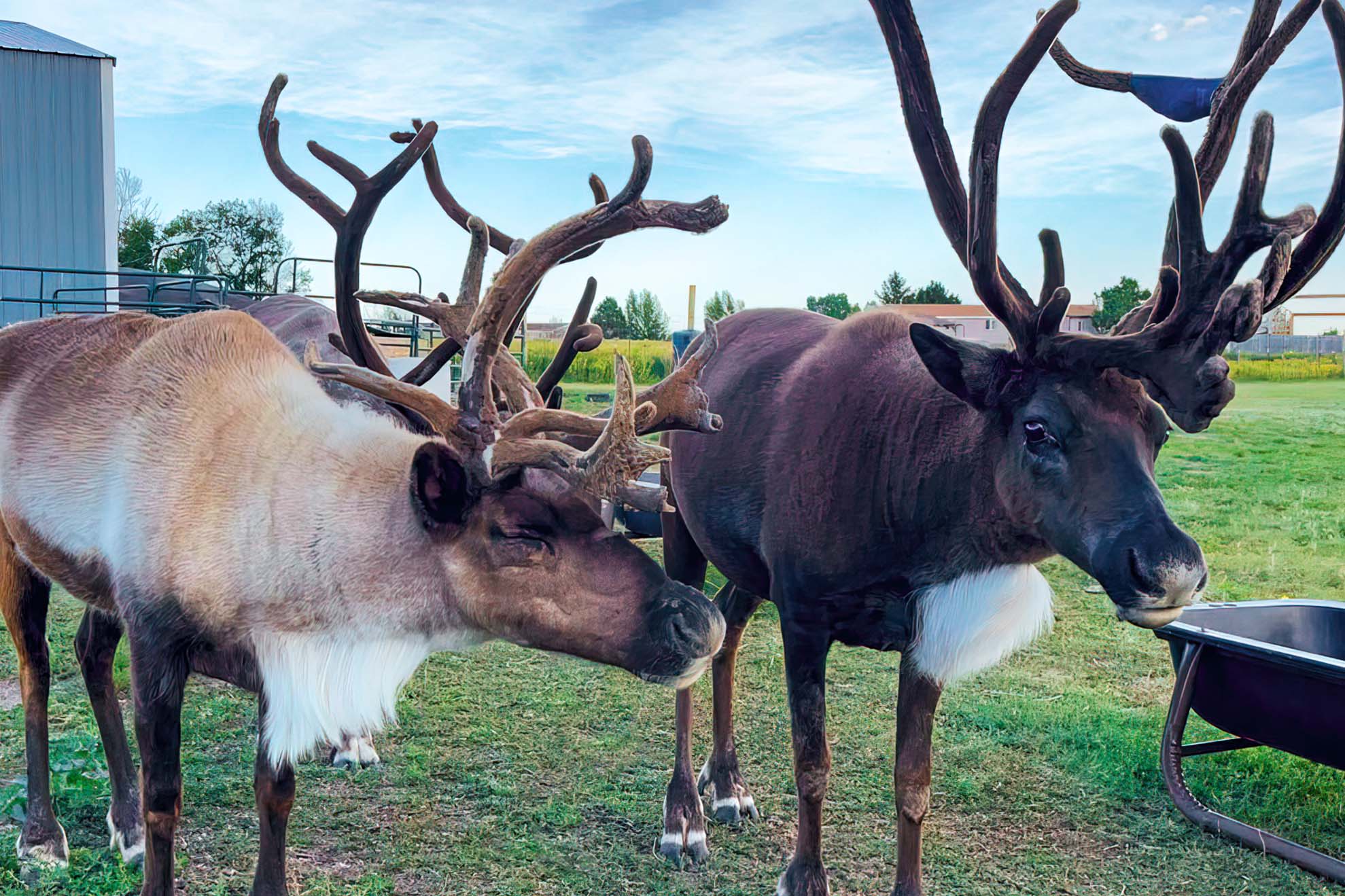 Reindeer Farm Tour and Experiences | Hilltop Reindeer Ranch
